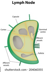 Lymph Nodes Head Neck Labelled Diagram Stock Illustration 287755100 ...