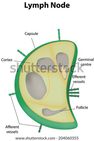 Lymph Node Labeled Diagram Stock Illustration 204060355 - Shutterstock