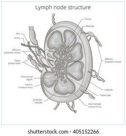 Respiratory System Cat Raster Version Stock Illustration 308086367 ...