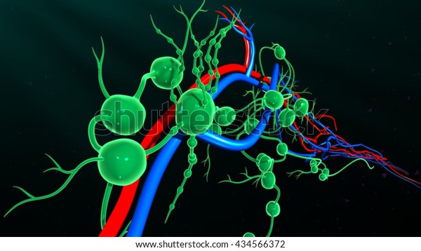 Lymph Nodes 3d Illustrations Stock Illustration 434566372