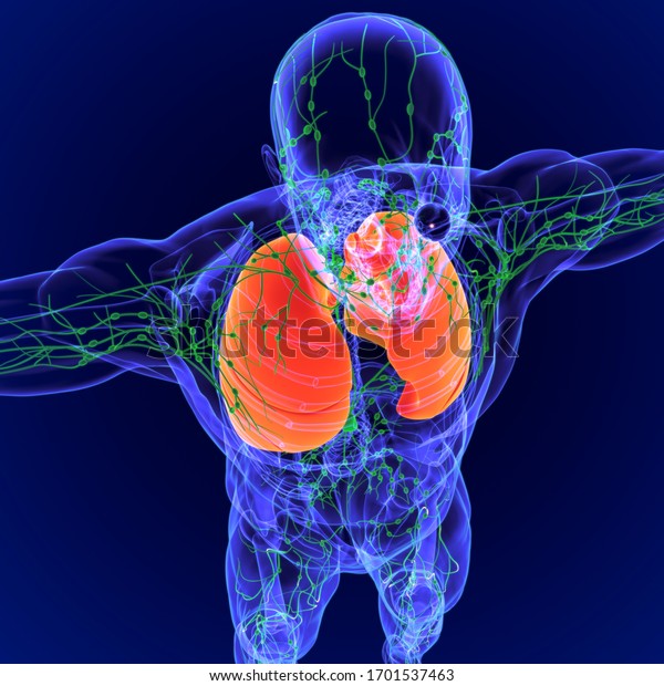 Lymph Nodes Widely Present Throughout Body Stock Illustration ...