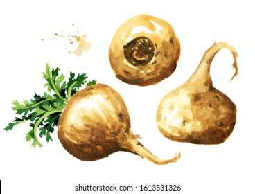 Maca Root Peruvian Ginseng Set Organic Stock Illustration 1613531326 ...