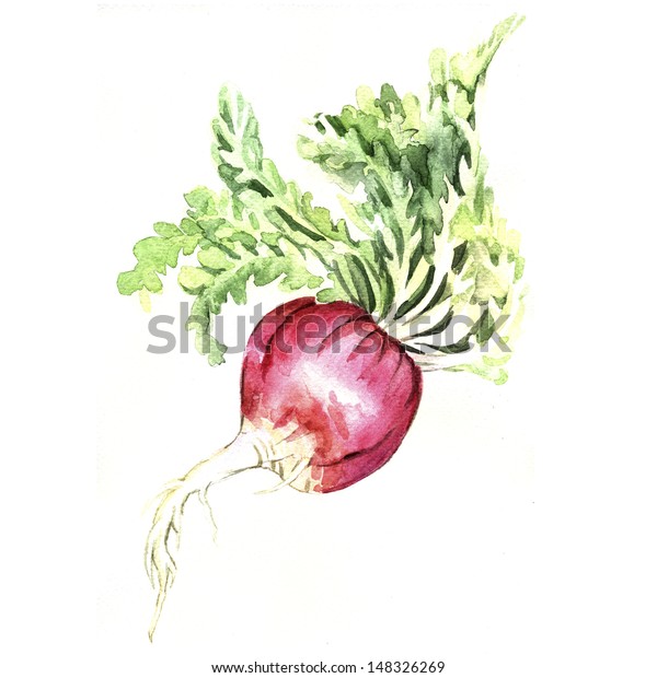 Maca Root Watercolor Stock Illustration 148326269 | Shutterstock