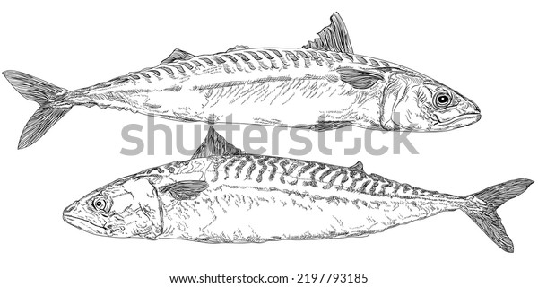 Mackerel Drawing Vector Illustrator Stock Illustration 2197793185 ...