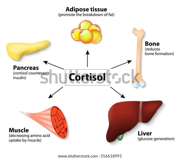 Main Functions Cortisol Body Hormone Released Stock Illustration 316618991