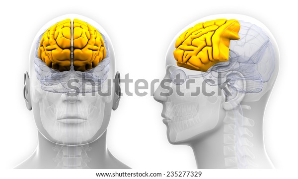 Male Frontal Lobe Brain Anatomy - isolated on white Male Frontal Lobe Brain Anatomy - isolated on white