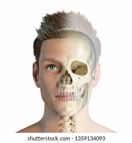 5,097 Facial bones Images, Stock Photos & Vectors | Shutterstock