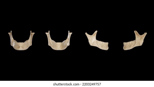 22,014 Mandible Images, Stock Photos & Vectors | Shutterstock