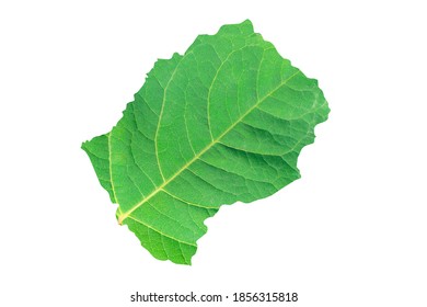 Map Gabon Green Leaf Texture On Stock Photo 1841981902 | Shutterstock