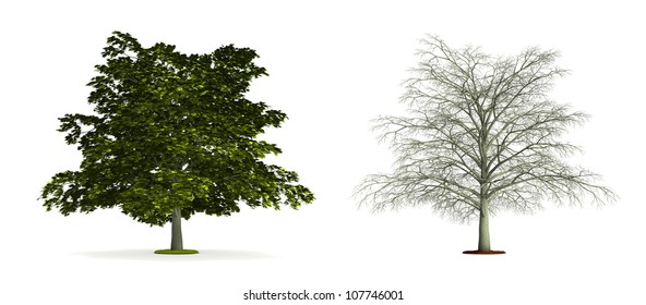 Maple Tree High Resolution Image Isolated Stock Illustration 107746001 ...