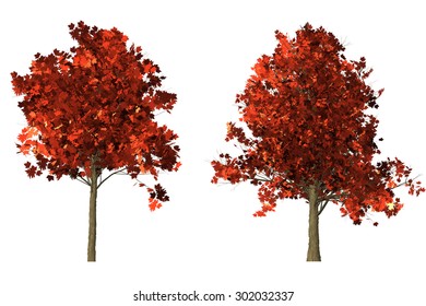 Maple Tree Isolated Stock Illustration 302032334
