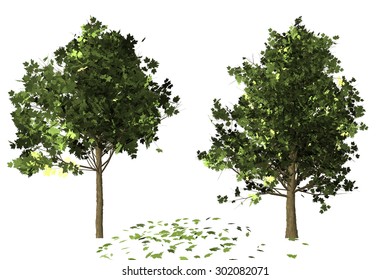 Maple Tree Isolated Stock Illustration 302082071 | Shutterstock