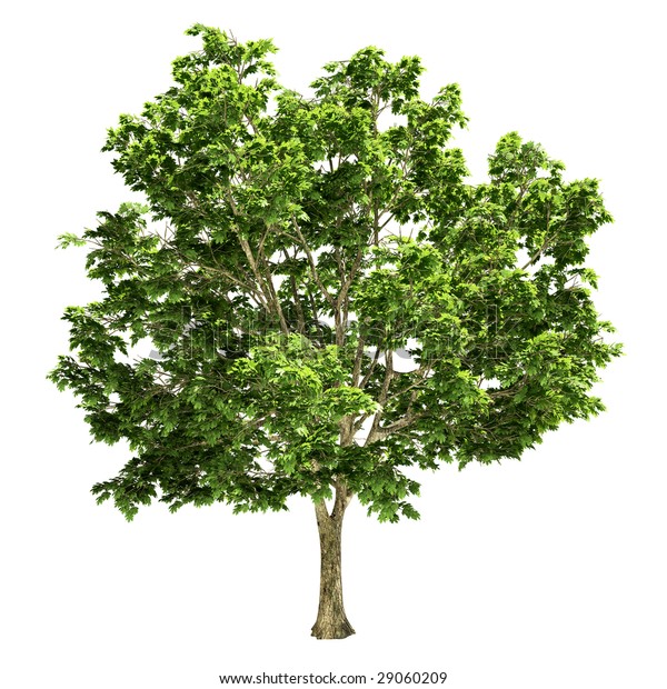 Maple Tree Isolated Stock Illustration 29060209
