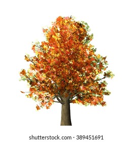 Maple Tree Isolated On White Background Stock Illustration 389451691 ...
