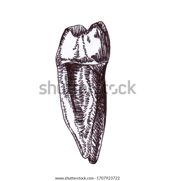 Marker Hand Drawn Premolar Tooth Realistik Stock Illustration ...