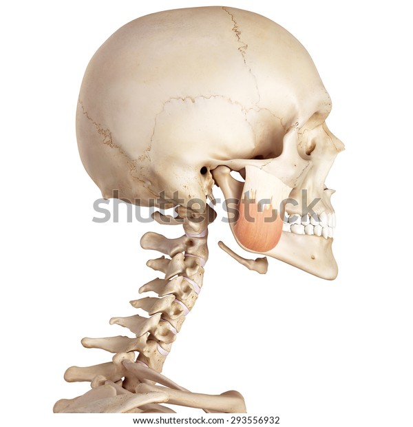 medical accurate illustration of the masseter superior medical accurate illustration of the masseter superior