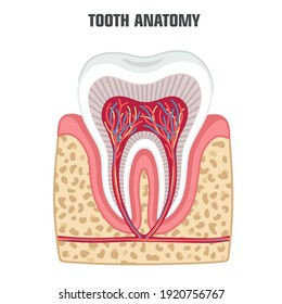 1,490 Print poster tooth anatomy Images, Stock Photos & Vectors ...