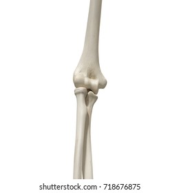Medically Accurate Illustration Skeletal System Elbow: ilustrações ...