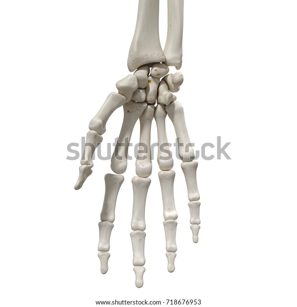 Medically Accurate 3d Rendering Hand Bones Stock Illustration 718676953