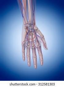 Medically Accurate Illustration Circulatory System Hand Stock ...
