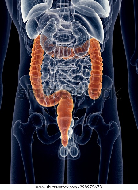 Medically Accurate Illustration Colon Stock Illustration 298975673 ...
