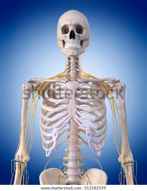 Medically Accurate Illustration Nerves Upper Body Stock Illustration ...