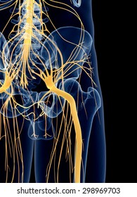 Plexus Sciatic Nerve