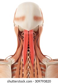 53,381 Neck muscles Images, Stock Photos & Vectors | Shutterstock