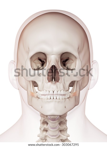 Medically Accurate Muscle Illustration Risorius Stock Illustration ...