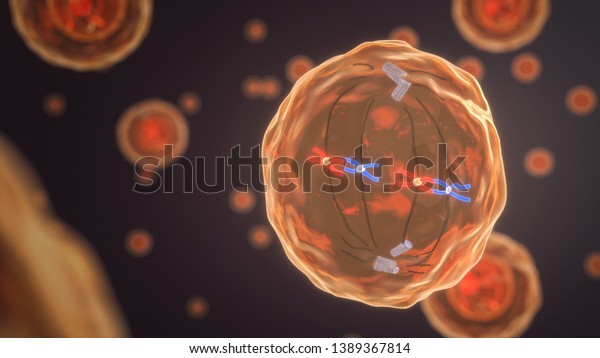 Metaphase Human Cell 3d Rendering Stock Illustration 1389367814