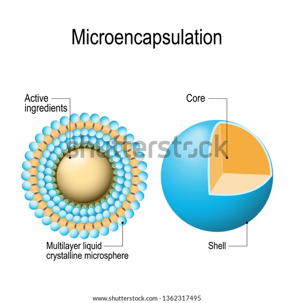 Microencapsulation Mechanism Tiny Particles Droplets Active Stock ...