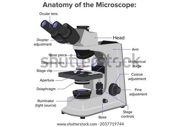 Microscope Anatomy Design Anatomy Microscope Stock Illustration ...