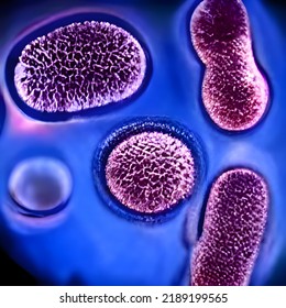 Microscopic View Bacteria Illustration Stock Illustration 2189199565 ...