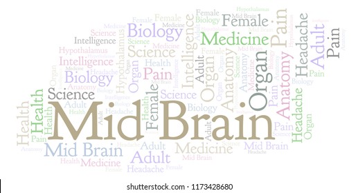 Mid Brain Word Cloud Stock Illustration 1173428680 | Shutterstock