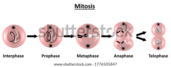 Mitosis Part Cell Cycle When Replicated Stock Illustration 1776505847 ...