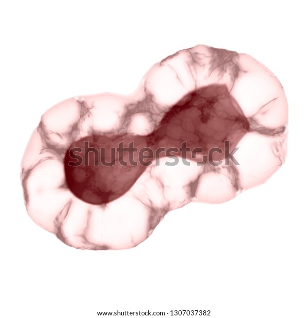Mitosis Process Cell Division Multiplication Medicine Stock ...