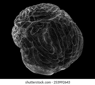 Model Brain Projections Body Structure Wire Stock Illustration ...