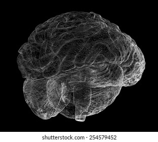 Model Brain Projections Body Structure Wire Stock Illustration ...