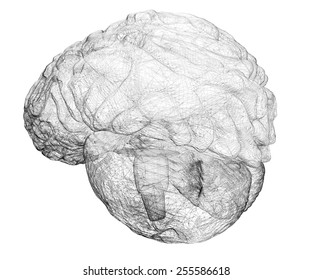 Model Brain Projections Body Structure Wire Stock Illustration 255586591