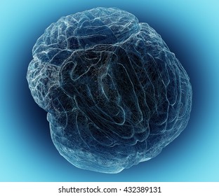 Model Brain Projections Body Structure Wire Stock Illustration 432389131