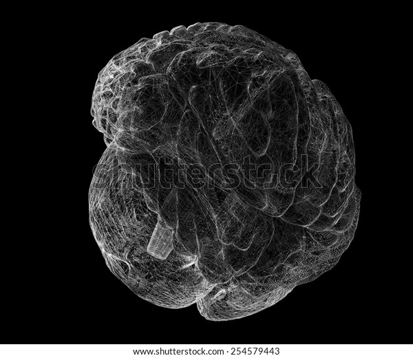 Model Brain Projections Body Structure Wire Stock Illustration ...