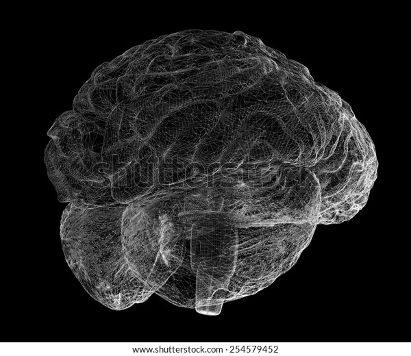 Model Brain Projections Body Structure Wire Stock Illustration ...