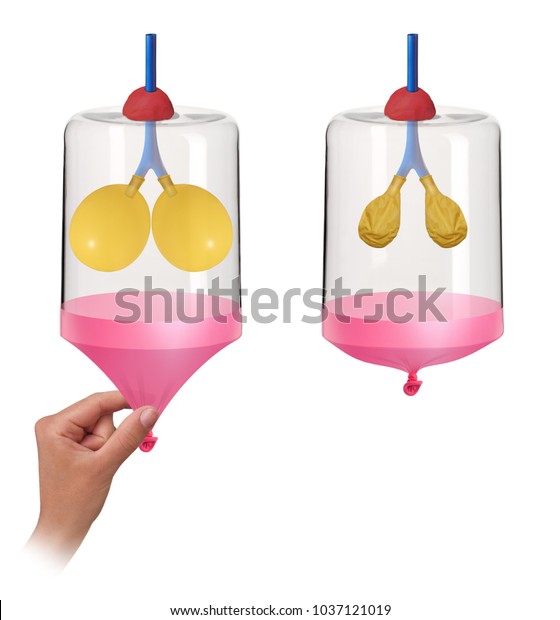 Model Lungs Diaphragm Stock Illustration 1037121019
