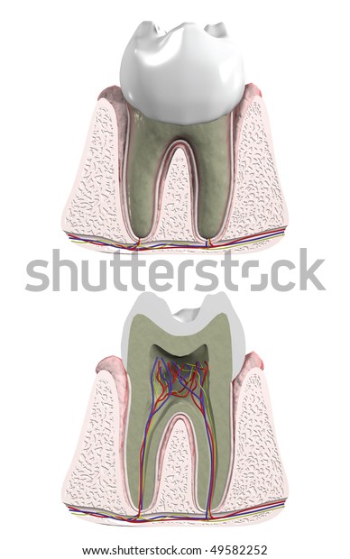 Molar Tooth Cross Section Show Blood Stock Illustration 49582252 ...