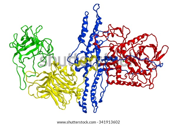 Molecular Structure Botulinum Toxin Typ Neurotoxic 스톡 일러스트 341913602