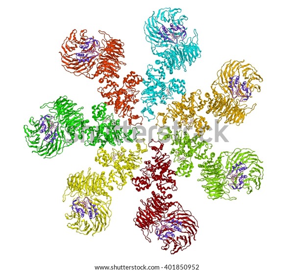 Molecular Structure Human Apoptosome Large Quaternary Stock ...