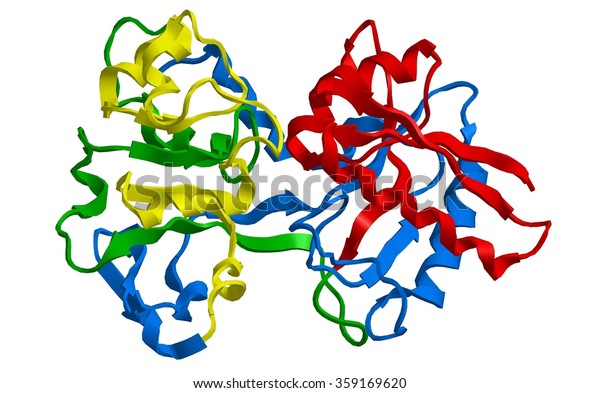 Molecular Structure Human Serum Transferrin Ironbinding Stock ...