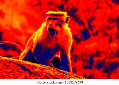1,519 Monkey heat Images, Stock Photos & Vectors | Shutterstock