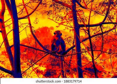1,519 Monkey heat Images, Stock Photos & Vectors | Shutterstock