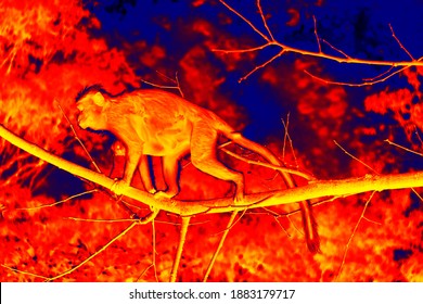 1,519 Monkey heat Images, Stock Photos & Vectors | Shutterstock